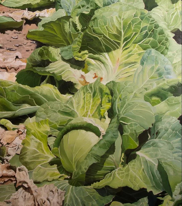 艾丝特·霍瑟（Esther Huser）的原生态包菜油画 – 国际艺术新闻网