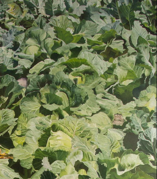 艾丝特·霍瑟（Esther Huser）的原生态包菜油画 – 国际艺术新闻网