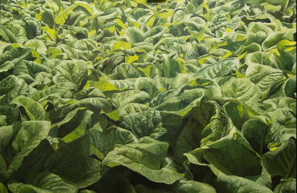 艾丝特·霍瑟（Esther Huser）的原生态包菜油画 – 国际艺术新闻网